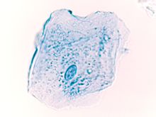 Janus Verde - Páginas [1] - Conocimiento enciclopédico del Mundo