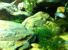 Perca trepadora - Páginas [4] - Conocimiento enciclopédico del Mundo