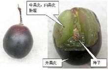 Endocarpio - Páginas [1] - Conocimiento enciclopédico del Mundo