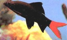 Tiburón negro de cola roja - Páginas [1] - Conocimiento enciclopédico ...