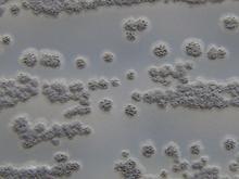 Streptomyces griseus - Páginas [1] - Conocimiento enciclopédico del Mundo