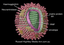 Virus filamentoso - Páginas [1] - Conocimiento enciclopédico del Mundo