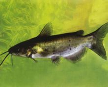 Bagre - Páginas [1] - Conocimiento enciclopédico del Mundo