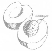 Endocarpio - Páginas [1] - Conocimiento enciclopédico del Mundo